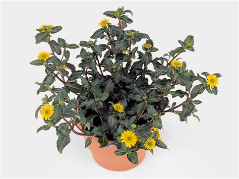 Санвиталия — рубрика Global Flowers Club