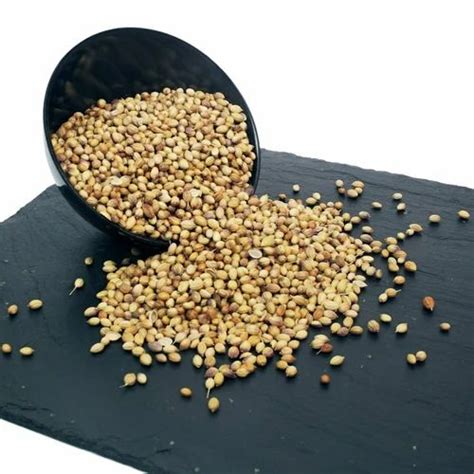 Dried Whole Dry Coriander Seeds For Cooking At ₹ 90kg In Gurugram