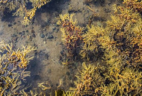 At Low Tide On The Sea In Shallow Water Fucus Algae Are Clearly
