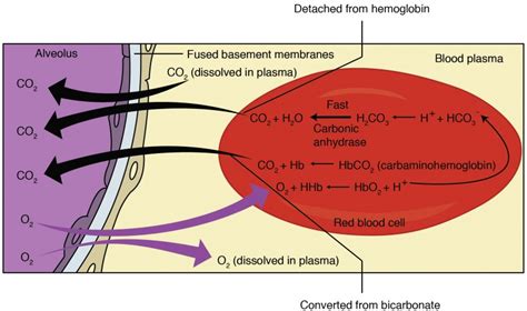 Diagram Of Oxygen Moving By Diffusion