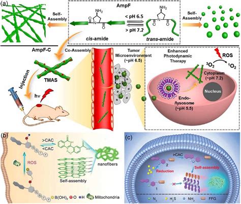 Examples Of Small Molecule Instructed Self Assembly A Ph Triggered