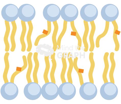 Free Unsaturated Fatty Acids Cell Membrane Icons Symbols Pictures