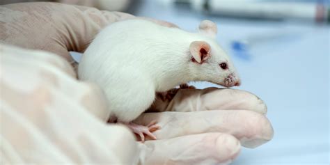 Same Sex Mouse Couple Delivers Healthy Babies The Daily Dot