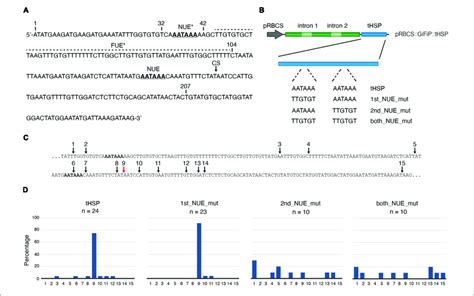 Analysis Of The Thsp Polya Signal A The Sequence Of The Hsp182 Download Scientific