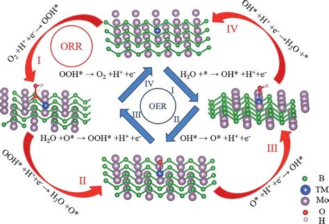 Elementary Reaction Steps Of The OER And ORR Process For TM Mo 2 B 2 At