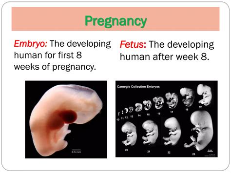 Fertilization And Implantation Convertedpdf