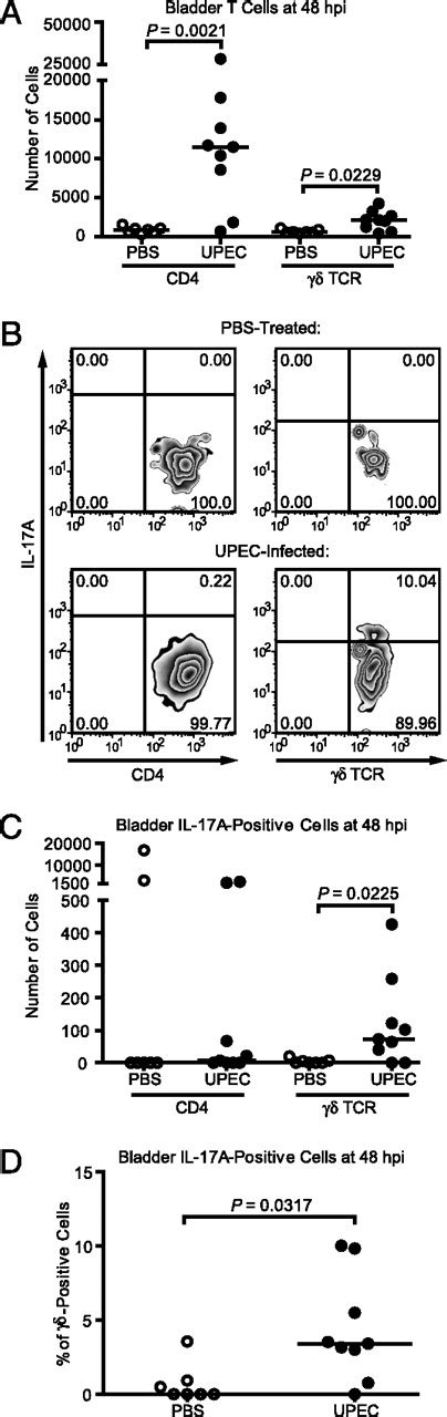 The Innate Immune Response To Uropathogenic Escherichia Coli Involves