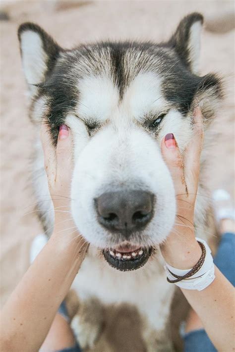 训犬师：6个技巧，让你的狗狗停止吠叫 知乎