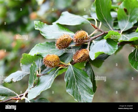 Beech Nuts Hi Res Stock Photography And Images Alamy