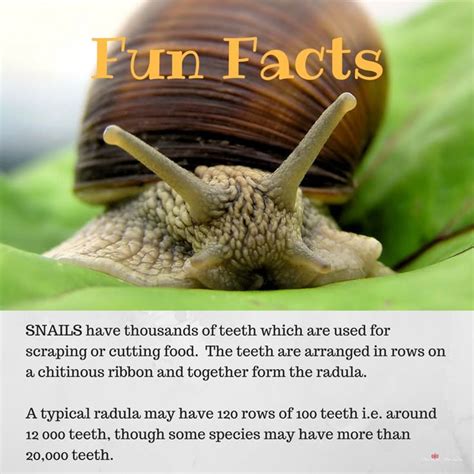 Snail Facts National Geographic At Joshua William Blog