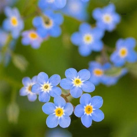 เมล็ดพันธุ์ ดอกฟอร์เก็ตมีน็อต สีฟ้า Forget Me Not 100 เมล็ด เมล็ดพันธุ์
