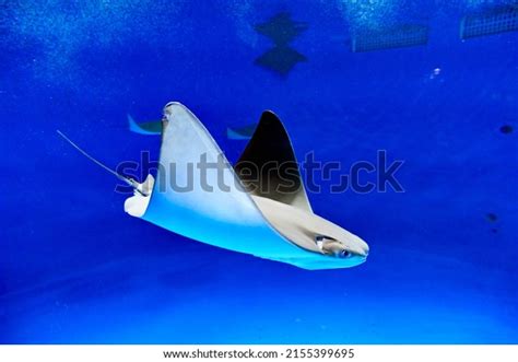 Stingray Swimming Over 5 532 Royalty Free Licensable Stock Photos Shutterstock