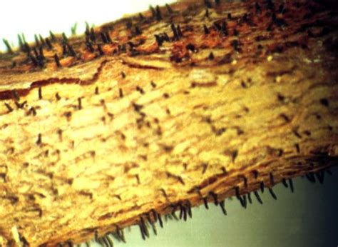 Plantwise Knowledge Bank