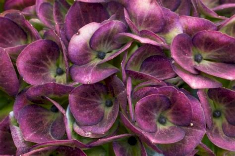 Magical Revolution Garden Hydrangea Magical Hydrangea