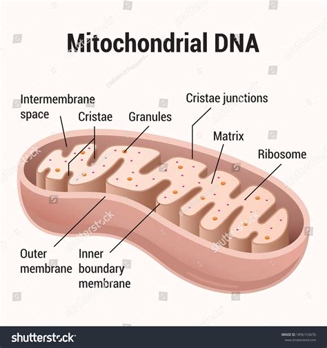 Intermembrane Space