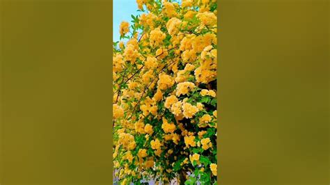 হলুদ ফুল গুলো অনেক সুন্দর ভাবে গাছের ডালে ফুটে আছে। কোথাও একটু জাগাও ফাঁকা নেই Shotsvideo