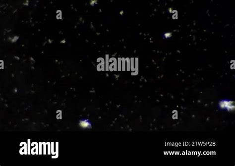 Sem Bacillus Subtilis Stock Videos And Footage Hd And 4k Video Clips Alamy