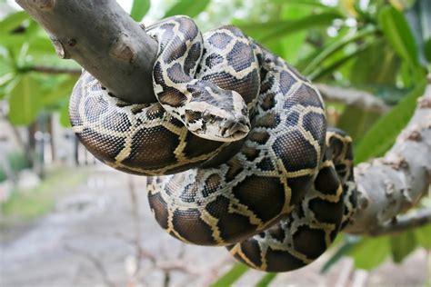 What Is The Burmese Python ReptileStartUp