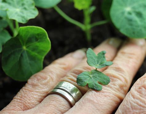 Threading The Seasons Seed To Fork