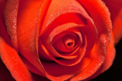 Floribunda X