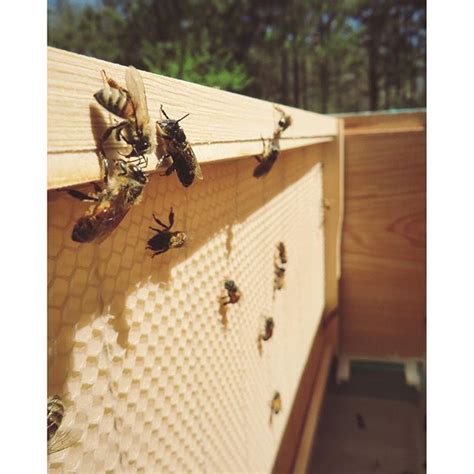 Bee Day New Hive Install Queen