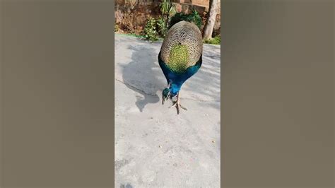 Peacock Eating Corn 🌽🌽 Youtube