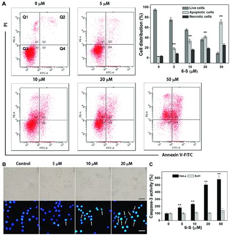 Induction Of Apoptosis By 6 S In Hela Cells A Analysis Of Apoptosis