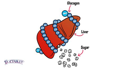 Glucagon Definition What Does Is The Function Of Glucagon Doctablet®