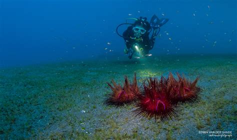 Guide To Muck Diving In Manado Bay Murex Resorts