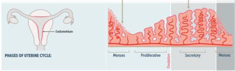 Puberty Flashcards Quizlet