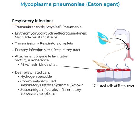Immunology Microbiology Glossary Mycoplasma And Ureaplasma Ditki