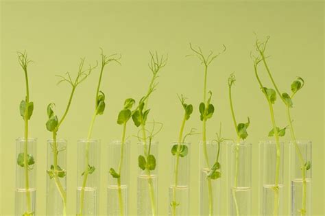 Vue De Face Des Plantes En Croissance Photo Gratuite