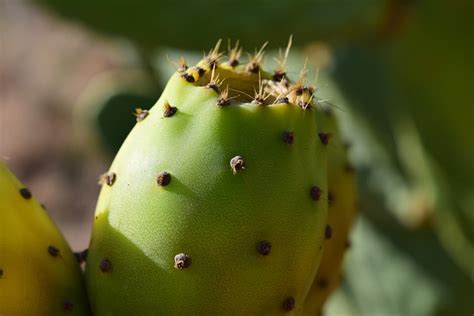 Prickly Pear Ripe Summer Free Photo On Pixabay Pixabay