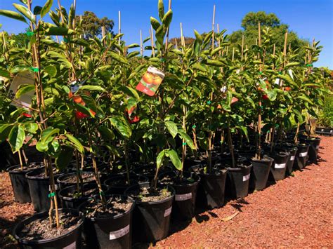 Persimmon Fuyu — Rockbank Nursery