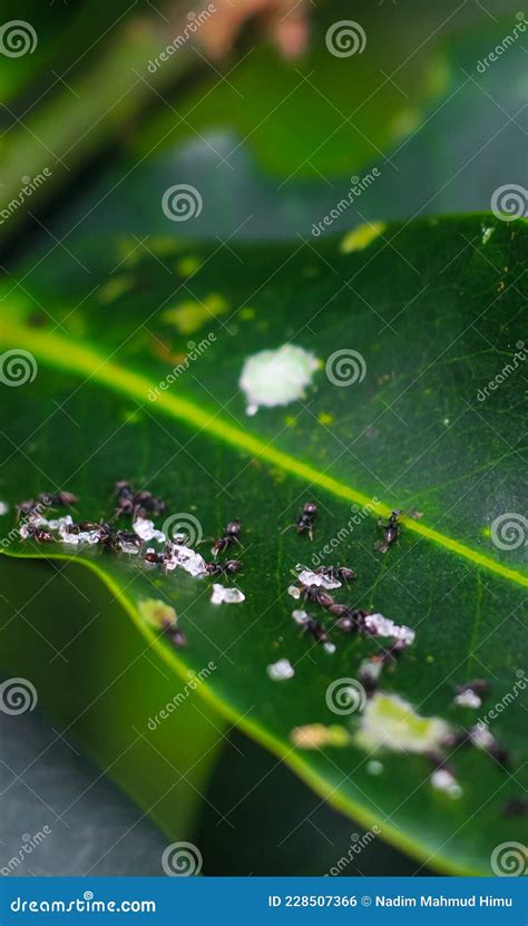 The Small Black Ants Are Helping To Bring Food To The Nest Black