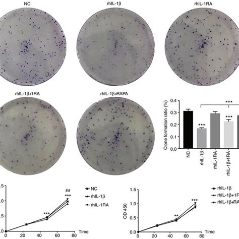 A Clone Formation Ability Of Each Group P Download Scientific