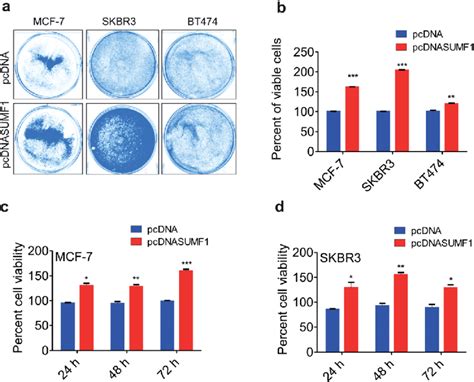 Sumf1 Increases Cell Proliferation In Breast Cancer A Picture Shows Download Scientific