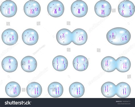 Cell Cycle Stages Division Meiosis Eukaryotic 库存插图 1503554711