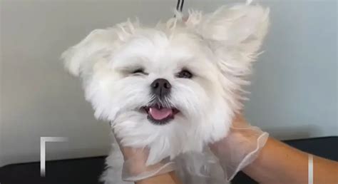 Dog Grooming Tutorial Step By Step Maltese Haircut