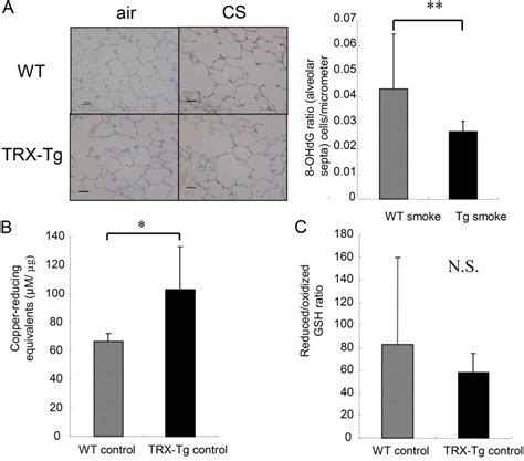 Oxidative Stress Was Ameliorated In TRX Tg Mice After Acute Exposure To