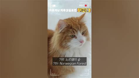 세계에서 가장 귀여운 고양이 Top10 The Worlds Cutest Cat Top 10 Youtube