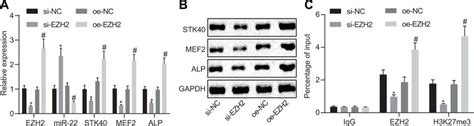 Ezh2 Inhibits Mir 22 Expression To Elevate Stk40 Which Stimulates