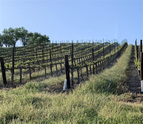 CRUSH Vineyard SASSY 67 Syrah 33 Tempranillo CRUSH Vineyard Wines