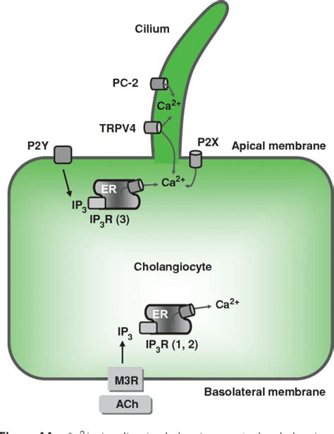 Figure 1 From Physiology Of Cholangiocytes Semantic Scholar