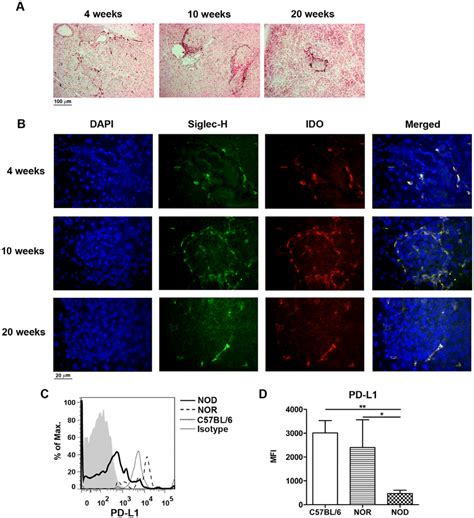 Enhanced Ido And A Decreased Pd L1 Expression In Nod Pancreas Pdcs