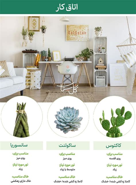 گیاهان آپارتمانی برای اتاق کار و مطالعه