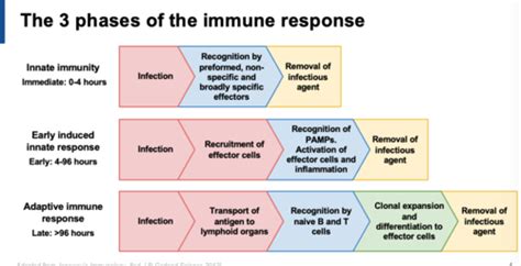 Innate Immunity Effector Responses Flashcards Quizlet