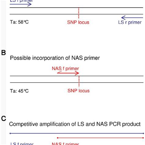 Schematic Illustration Of Tsp Assay Performance Nas And Ls Primer
