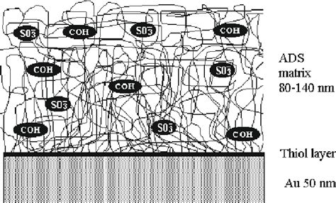 Schematic Of Aldehyde Dextran Sulfate Ads Matrix Structure Download Scientific Diagram