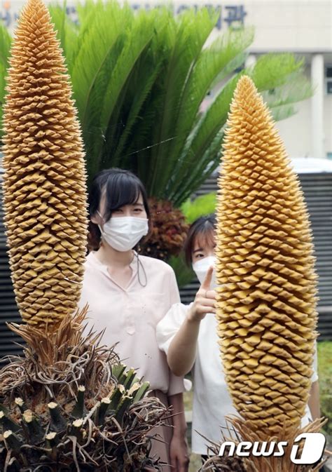 100년에 한번 핀다는 소철꽃 제주에 활짝 네이트 뉴스